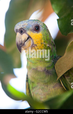 Green brazilian parrot Stock Photo - Alamy