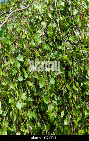 lush leaves of birch tree, sunny spring landscape, natural background ...