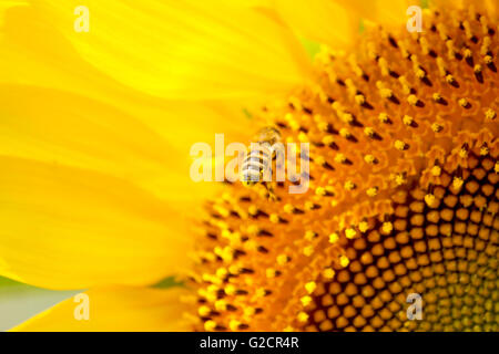 Single Sunflower details in nature Stock Photo - Alamy