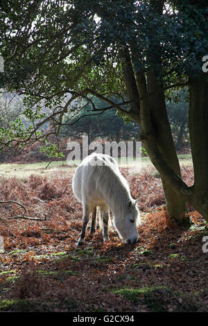 Linwood New Forest Stock Photo - Alamy