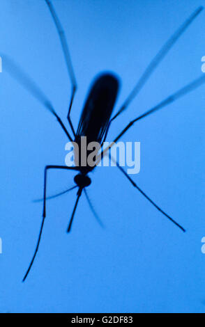 A selective focus shot of a mosquito on a white flower Stock Photo - Alamy