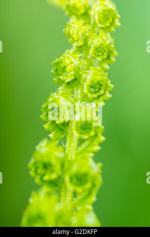 Freshness light green of fern leaves on white background Stock Photo ...