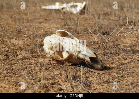 Bones from an Australian Emu in the Outback - Australia Stock Photo - Alamy