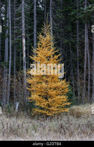 Tamarack, or eastern larch, Larix laricina with female cones and ...