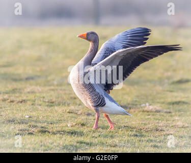 Greylag Goose Stretching its Wings Stock Photo - Alamy