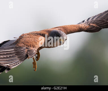 Close-up of a falcon hovering Stock Photo - Alamy