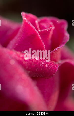 Beautiful red rose with dew drops in the garden on a sunny day. Ideal for background greeting ...
