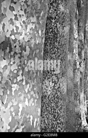 mottled tree bark of a tree Stock Photo - Alamy