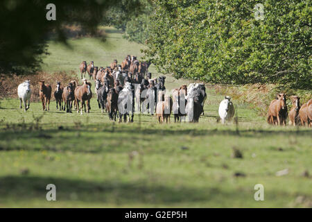 Riders and ponies during a drift beside the railway line and Perrywood ...