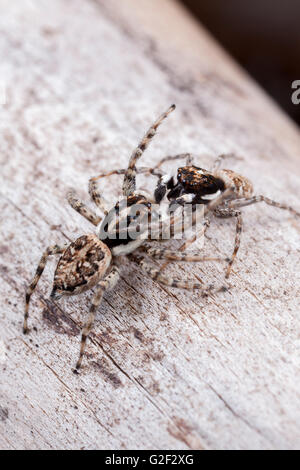 Spider fighting spider Stock Photo - Alamy