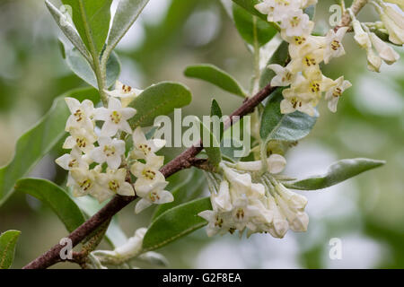 Autumn Olive, Elaeagnus umbellata Stock Photo - Alamy