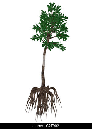 Prehistoric era Cordaites tree Stock Photo - Alamy