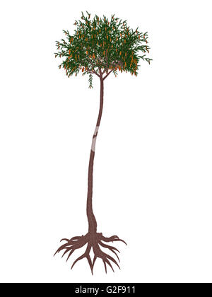 Fossil scale tree Lepidodendron root. Carboniferous (Pennsylvanian ...