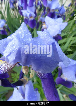 Iris, rain drops falling on blossoming iris Stock Photo - Alamy