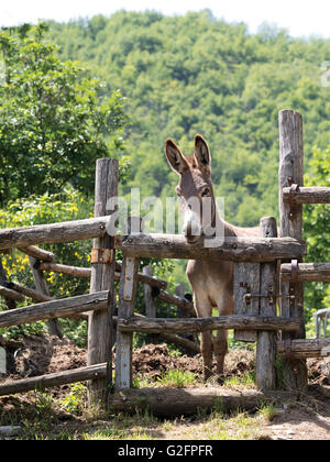 Donkey looking over fence Stock Photo - Alamy