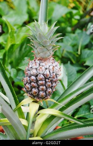 A baby (mini) pineapple on a plant against a white backdrop. In the ...