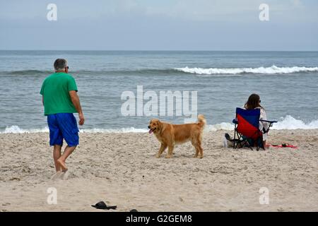 Walking golden retriever dog on green grass near forest on a summer day ...