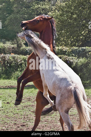 Two white stallions rearing and fighting in ocean Stock Photo - Alamy