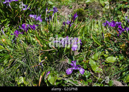 Group of Iris Tenax in bloom along the Oregon coast. Depoe Bay, Oregon ...