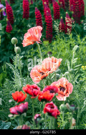 Beautiful red poppy flowers on white wooden background, closeup. Banner ...