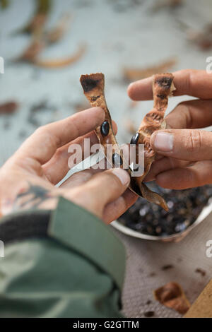 Seed collection, Hawaiian Legacy Hardwood, Kukaiau Ranch, Mauna Kea ...