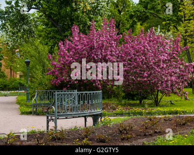 May in the garden. Polish may in the garden. Spring evening. Poland ...