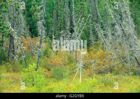 Wetland in boreal forest Gillam Road Manitoba Canada Stock Photo - Alamy