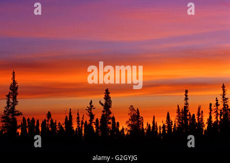 boreal forest at dawn near Fort Resolution Northwest Territories Canada ...