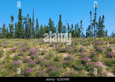 Wild Sweet Pea and black spruce trees in boreal forest Yellowknife ...