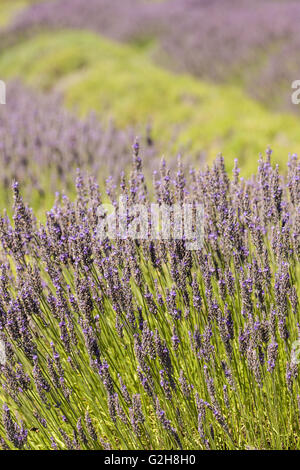 Pelindaba Lavender Farm on San Juan Island, Washington, USA Stock Photo ...