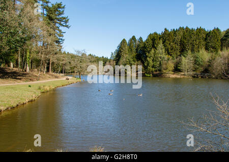 mallards in the lake Stock Photo - Alamy