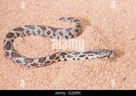 Western fox snake, Elaphe vulpina vulpina/Pantherophis vulpinus ...