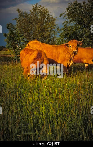 Aubrac beef cow in a pasture with a herd of cows, cattle looking at ...