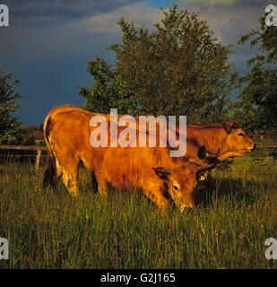 Aubrac cow and calf in their meadow in Auvergne, France Stock Photo - Alamy