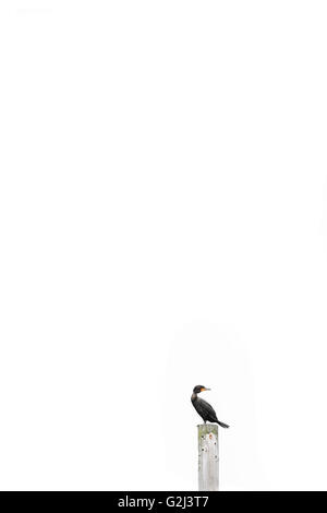 Bird resting on post Stock Photo - Alamy