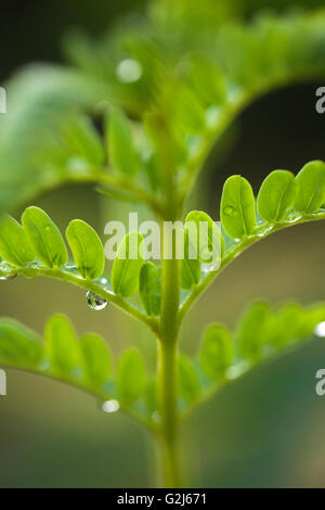 Close-ups of seedlings, Field of out-planted Koa seedlings, Hawaiian ...