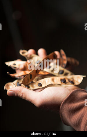 Seed collection, Hawaiian Legacy Hardwood, Kukaiau Ranch, Mauna Kea ...