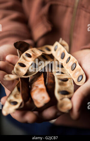 Seed collection, Hawaiian Legacy Hardwood, Kukaiau Ranch, Mauna Kea ...