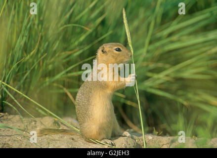 Richardson's Ground Squirrel Stock Photo - Alamy