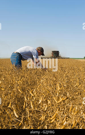 A yellow combine harvester harvests a field of barley under a cloudy ...