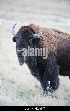 A side view of a bison in Montana Stock Photo - Alamy