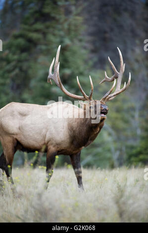 A vertical of a Rocky Mountain elk standing in a meadow against green ...