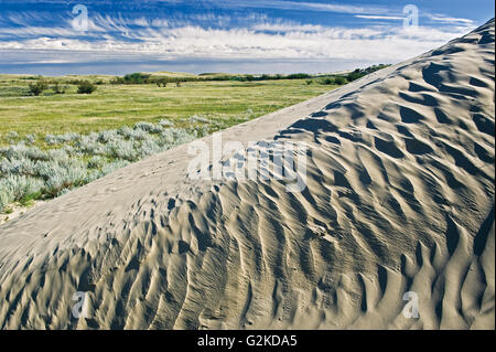 Sand dunes and vegetation Great Sand Hills Saskatchewan Canada Stock ...