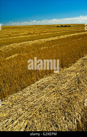 wheat field Fairlight Saskatchewan Canada Stock Photo - Alamy