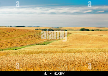 Wheat field WEBB Saskatchewan Canada Stock Photo - Alamy
