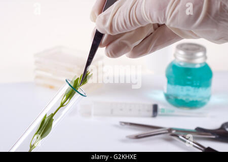 laboratory cloning experiment on plants Stock Photo - Alamy