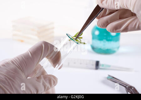 laboratory cloning experiment on plants Stock Photo - Alamy