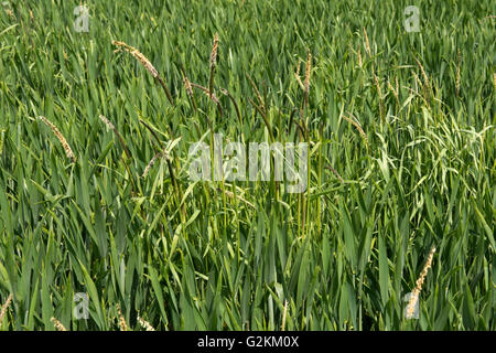 Blackgreass, Alopecurus myosuroides, flowering grass weeds in a winter ...