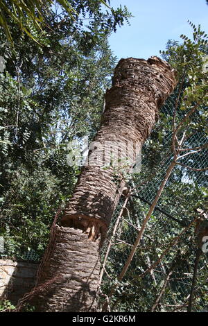 A tall broken palm tree, leaning on a fence Stock Photo - Alamy