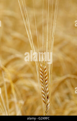2 Row Barley closeup Yorkton Saskatchewan Canada Stock Photo - Alamy